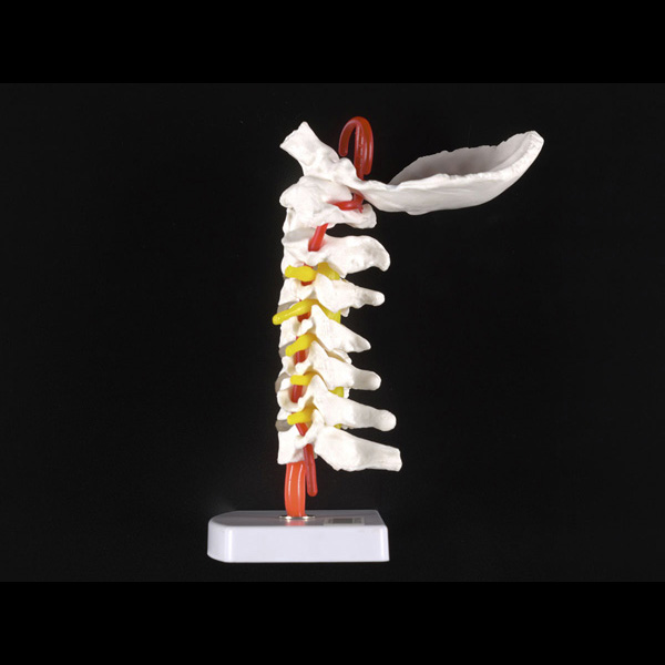 Anatomical Models | University Libraries | University of Nevada, Reno