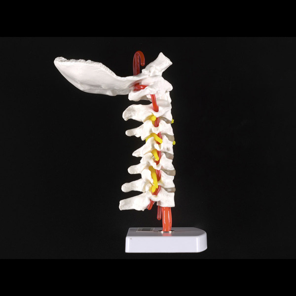 Anatomical Models | University Libraries | University of Nevada, Reno