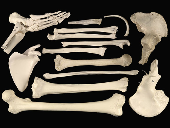 Anatomical Models | University Libraries | University of Nevada, Reno