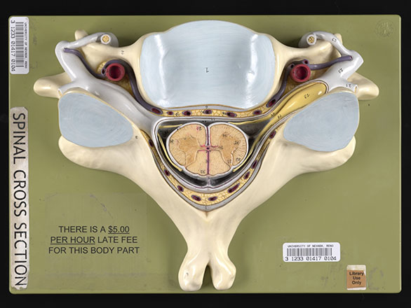 Labeled Spinal Cord Model