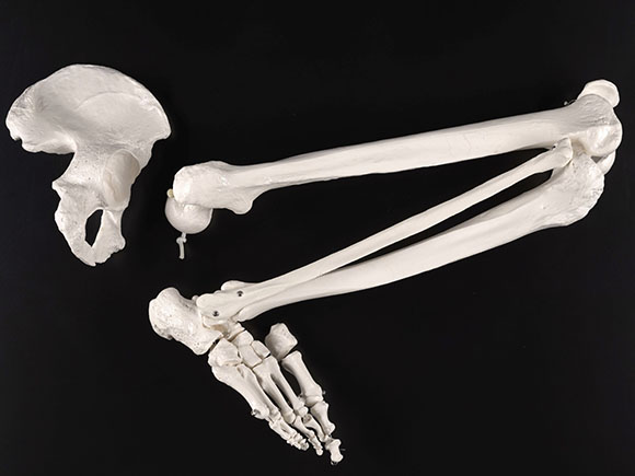 Real Human Skeleton Leg