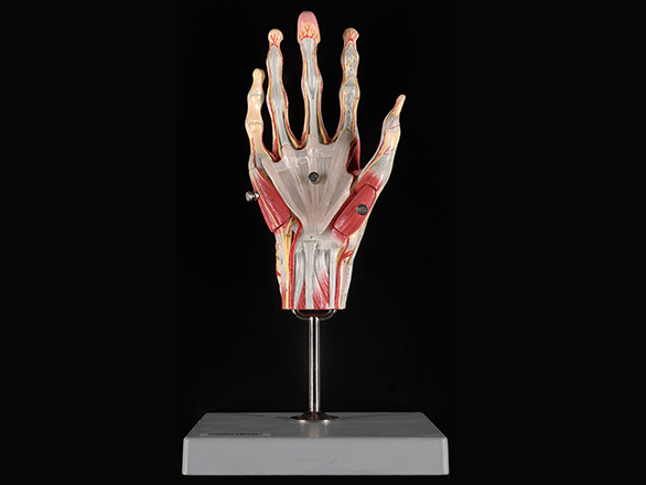 Anatomical Models | University Libraries | University of Nevada, Reno
