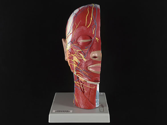 Anatomical Models | University Libraries | University of Nevada, Reno