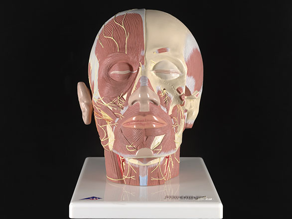 Anatomical Models | University Libraries | University of Nevada, Reno