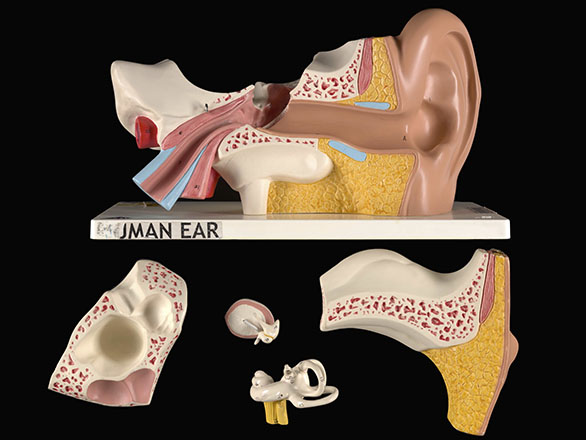 Anatomical Models | University Libraries | University of Nevada, Reno
