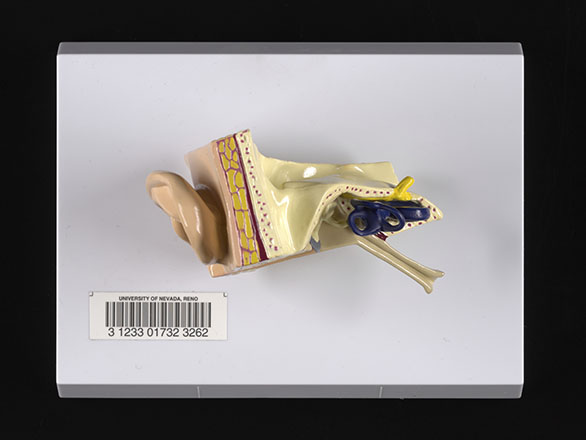 Anatomical Models | University Libraries | University of Nevada, Reno