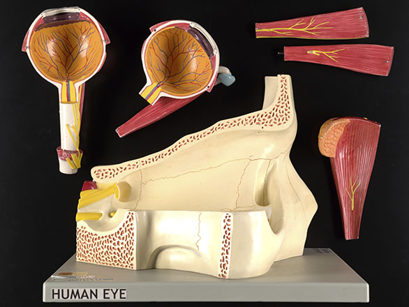 Anatomical Models | University Libraries | University of Nevada, Reno