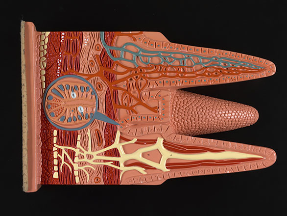 Anatomical Models | University Libraries | University of Nevada, Reno