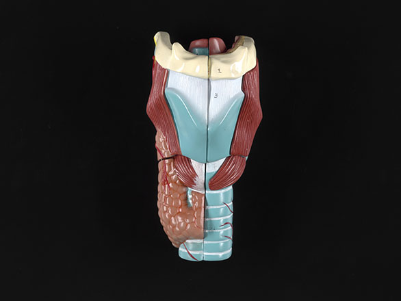Anatomical Models | University Libraries | University of Nevada, Reno
