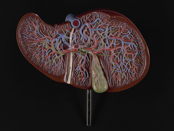 Anatomical Models | University Libraries | University of Nevada, Reno