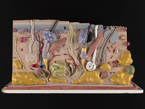 Anatomical Models | University Libraries | University of Nevada, Reno