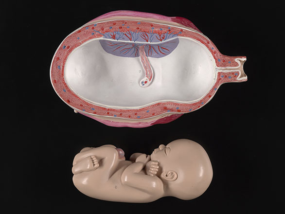 Anatomical Models | University Libraries | University of Nevada, Reno