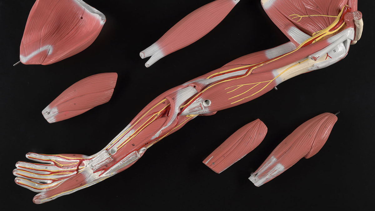 Circulatory system | University Libraries | University of Nevada, Reno