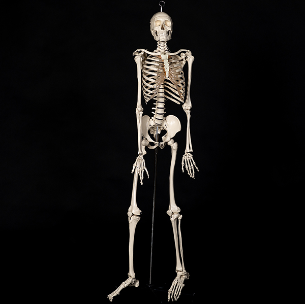 Savitt Anatomical Models | University Libraries | University of Nevada ...