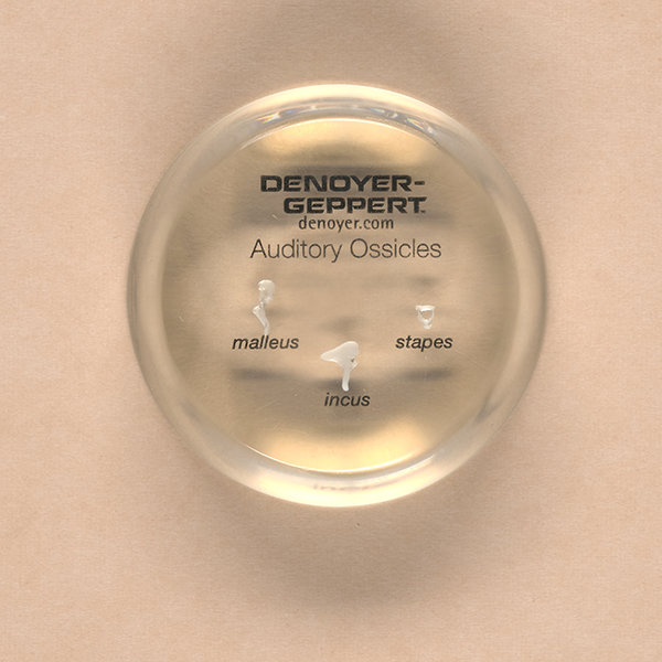 Savitt Anatomical Models | University Libraries | University of Nevada ...