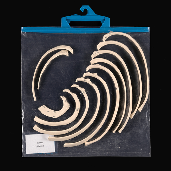 Savitt Anatomical Models | University Libraries | University of Nevada ...