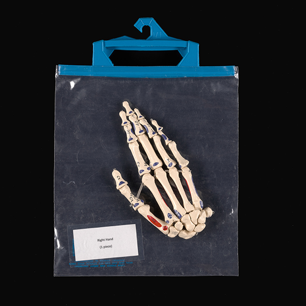 Savitt Anatomical Models | University Libraries | University of Nevada ...