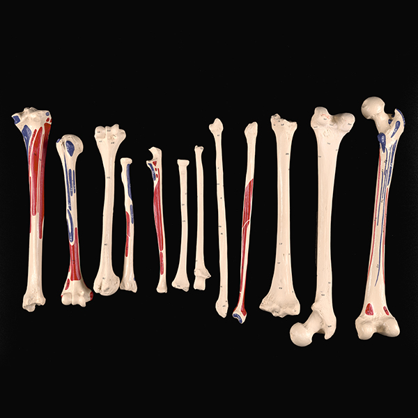 Savitt Anatomical Models | University Libraries | University of Nevada ...
