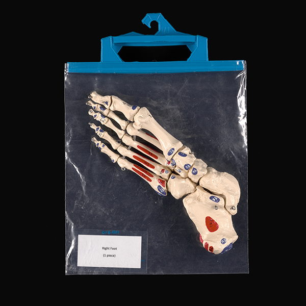 Savitt Anatomical Models | University Libraries | University of Nevada ...