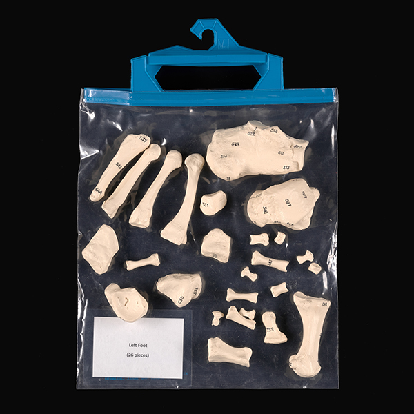 Savitt Anatomical Models | University Libraries | University of Nevada ...