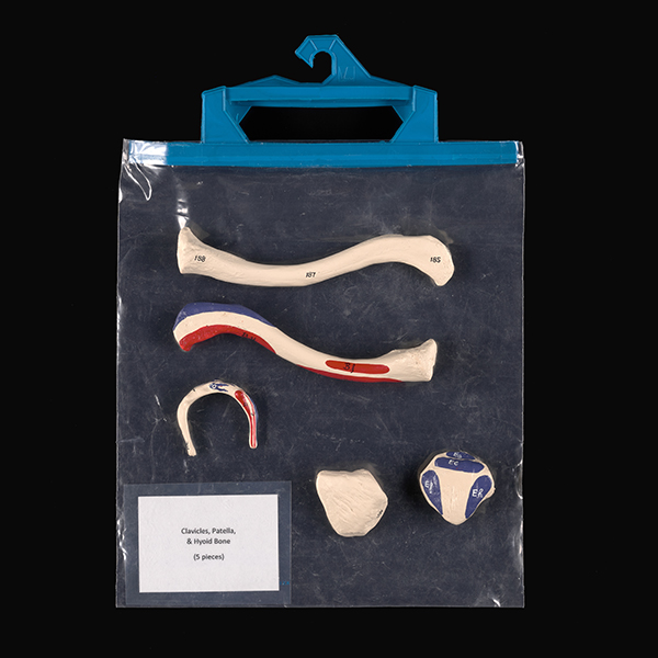 Savitt Anatomical Models | University Libraries | University of Nevada ...