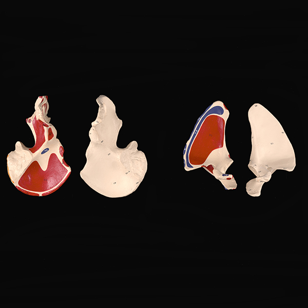 Savitt Anatomical Models | University Libraries | University of Nevada ...