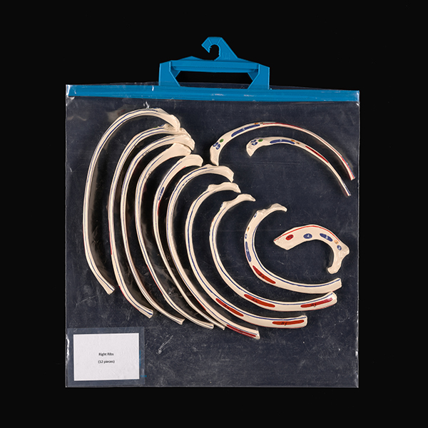 Savitt Anatomical Models | University Libraries | University of Nevada ...