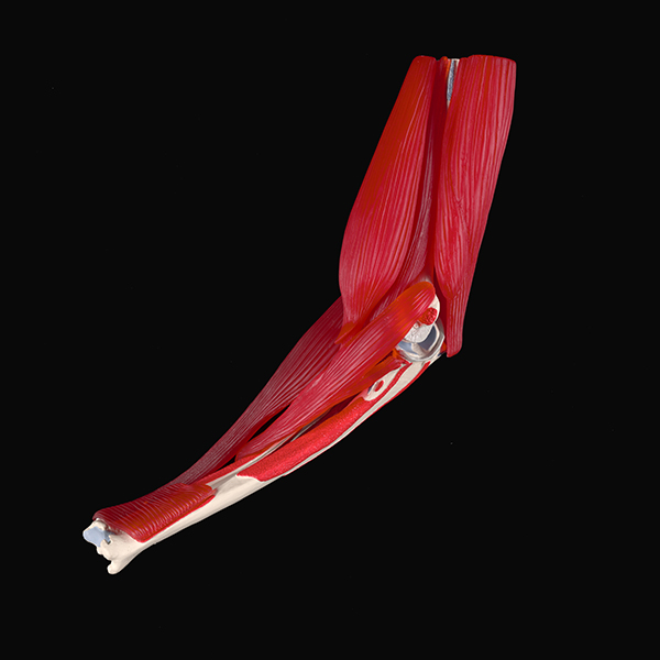 Savitt Anatomical Models | University Libraries | University of Nevada ...