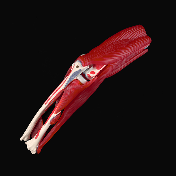 Savitt Anatomical Models | University Libraries | University of Nevada ...