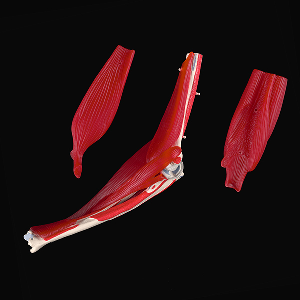 Savitt Anatomical Models | University Libraries | University of Nevada ...