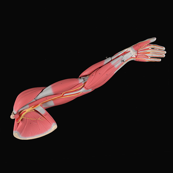 Savitt Anatomical Models | University Libraries | University of Nevada ...