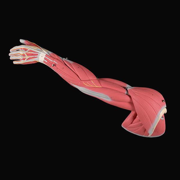 Savitt Anatomical Models | University Libraries | University of Nevada ...