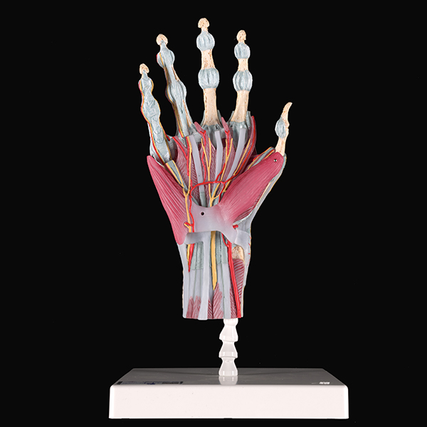 Savitt Anatomical Models | University Libraries | University of Nevada ...