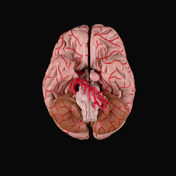 Savitt Anatomical Models | University Libraries | University of Nevada, Reno