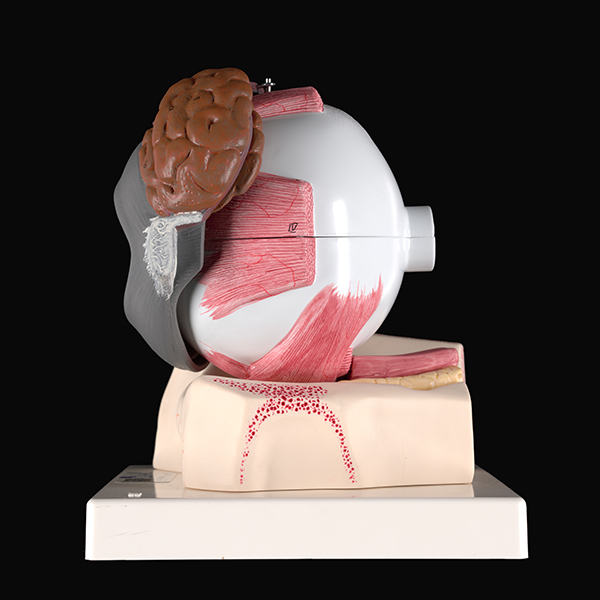 Savitt Anatomical Models | University Libraries | University of Nevada ...