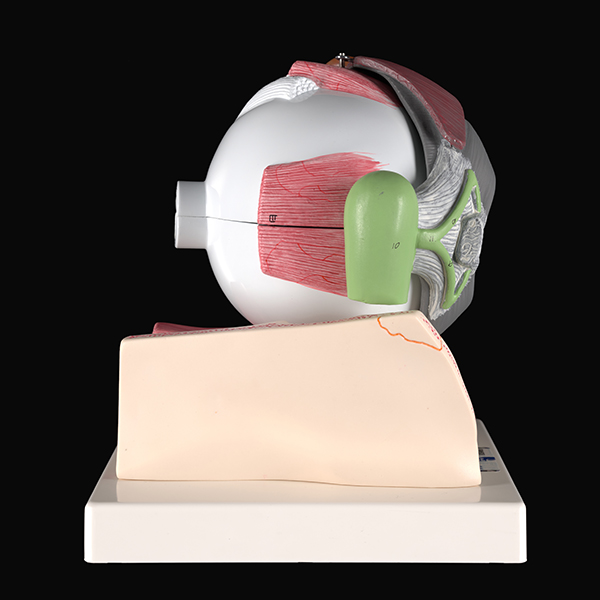 Savitt Anatomical Models | University Libraries | University of Nevada ...