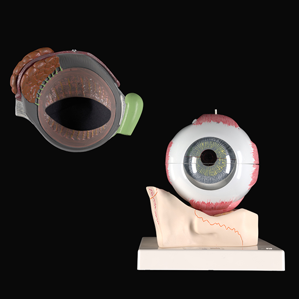 Savitt Anatomical Models | University Libraries | University of Nevada ...