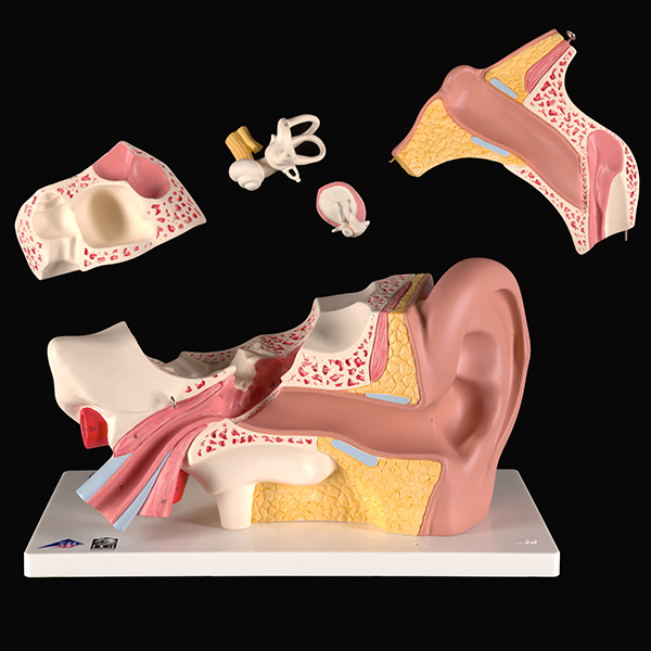 Savitt Anatomical Models | University Libraries | University of Nevada ...